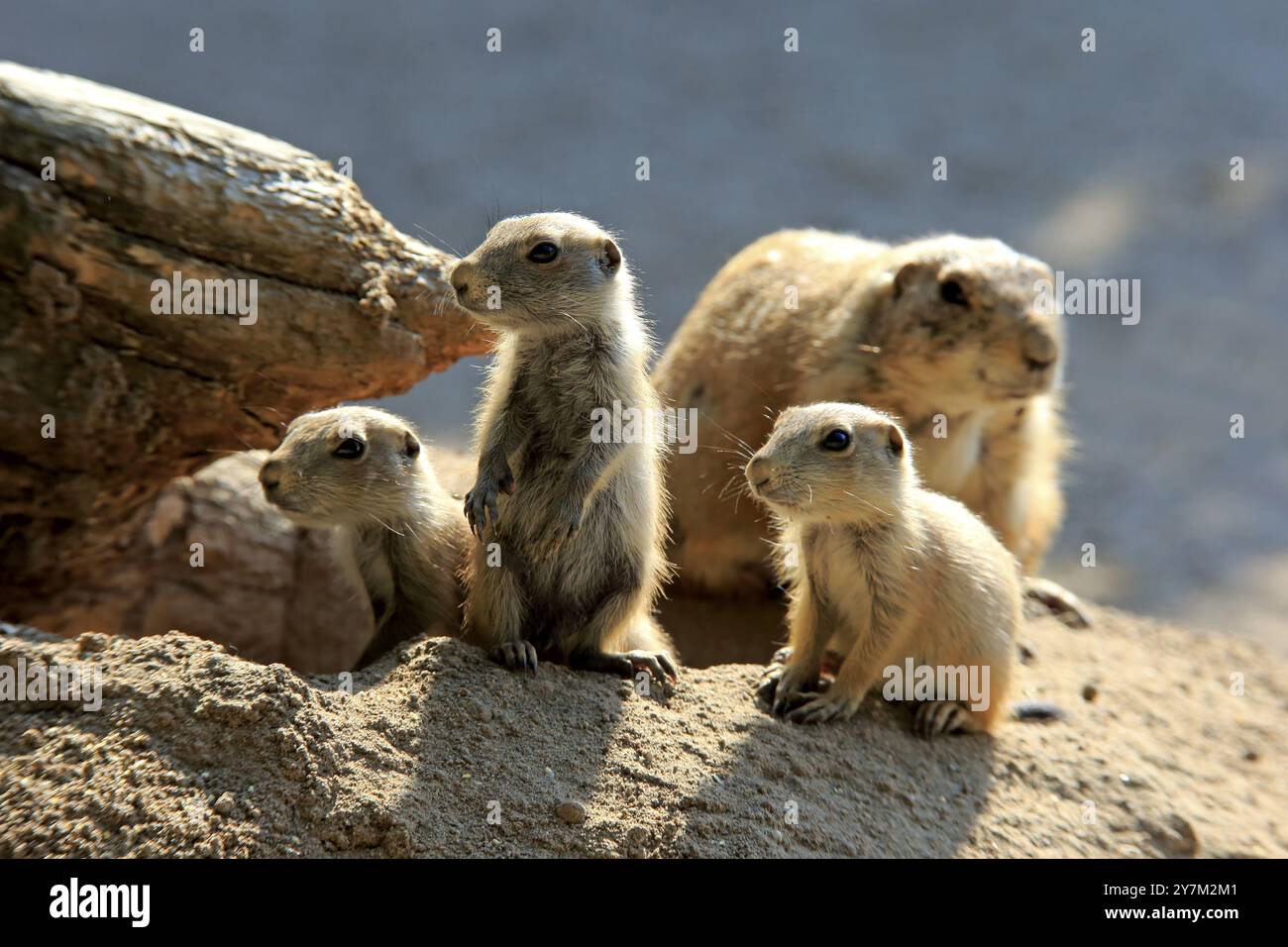 Black-tailed prairie dog (Cynomys ludovicianus), adult with young, at ...