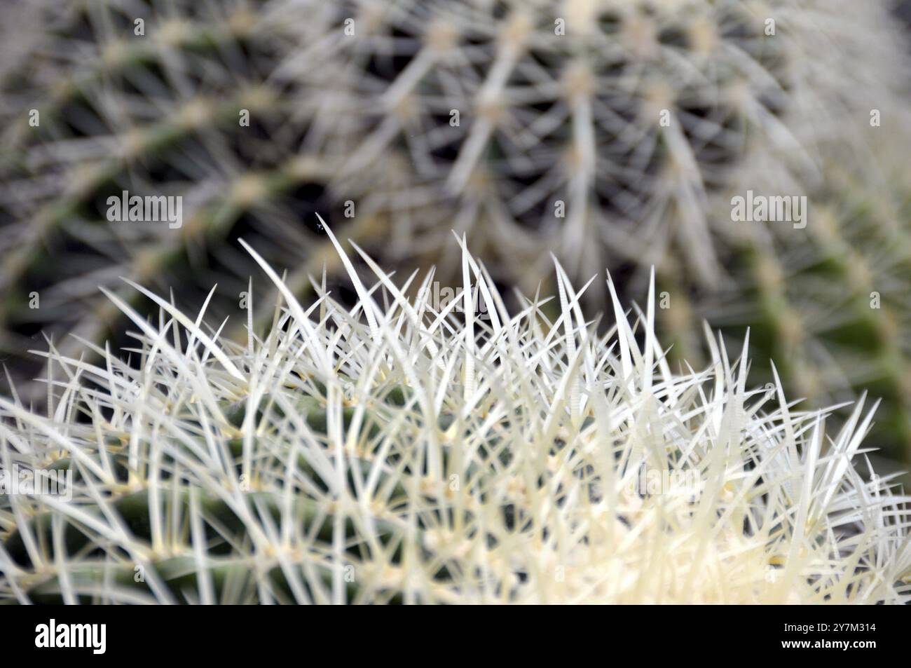 Golden globe cactus, Echinocactus grusonii, mother-in-law's chair ...