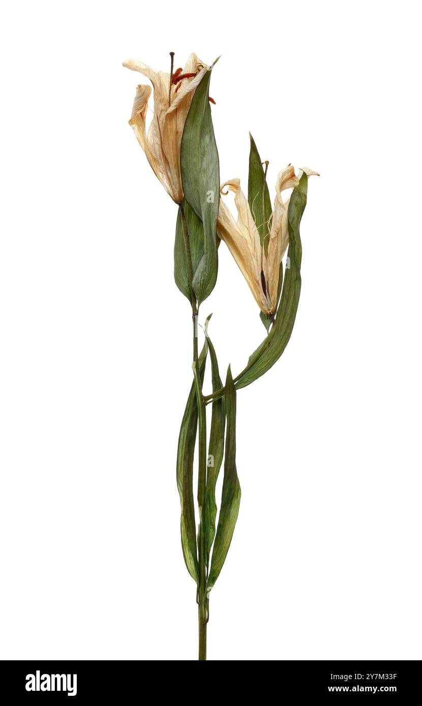 Dried lily flowers on white background Stock Photo - Alamy