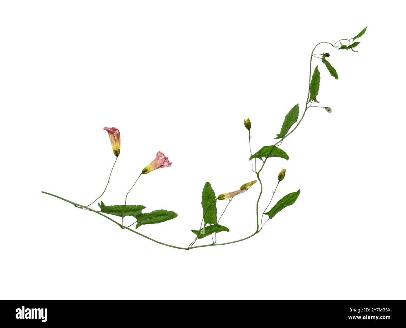 Bindweed flower on green Cut Out Stock Images & Pictures - Alamy
