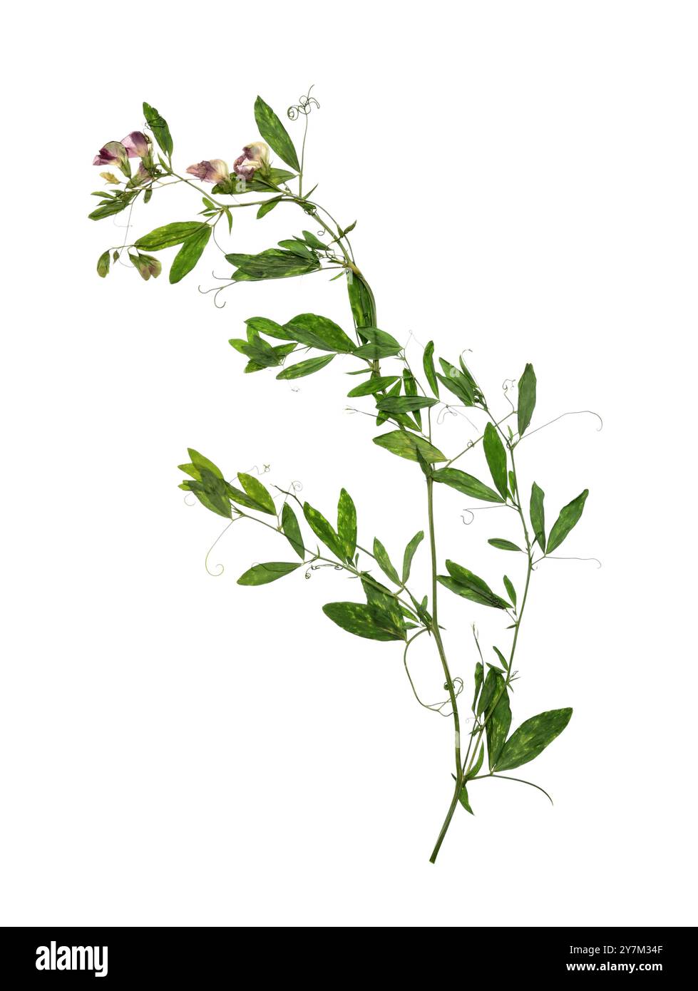 Bindweed flower on green Cut Out Stock Images & Pictures - Alamy