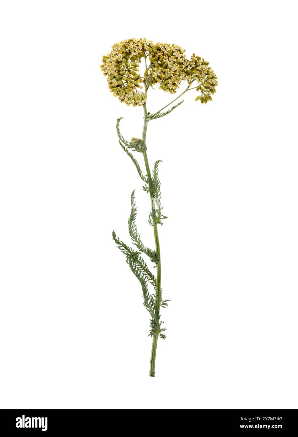 Dried flowers on white background, top view Stock Photo - Alamy