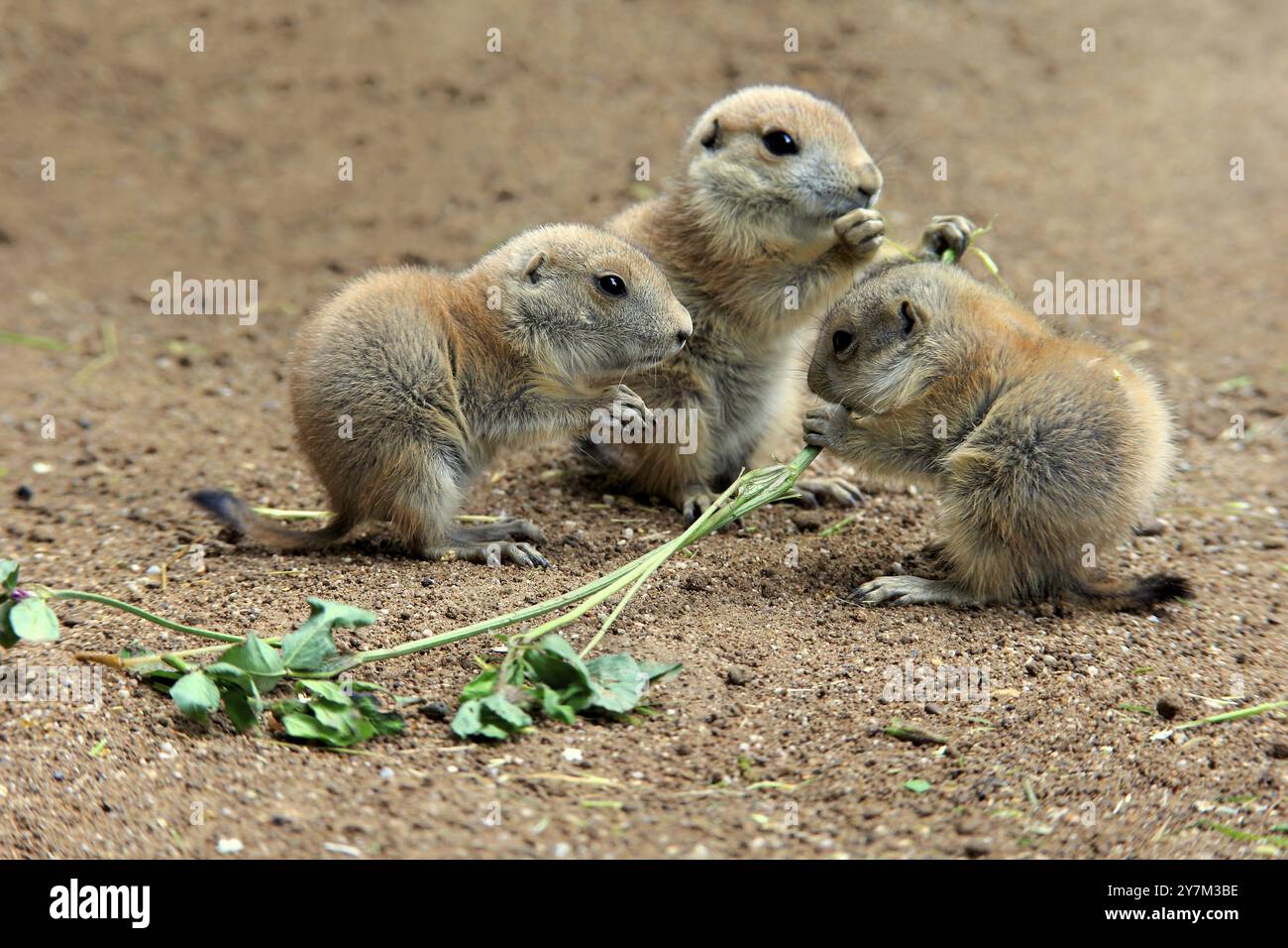 Black-tailed prairie dog (Cynomys ludovicianus), three young animals ...