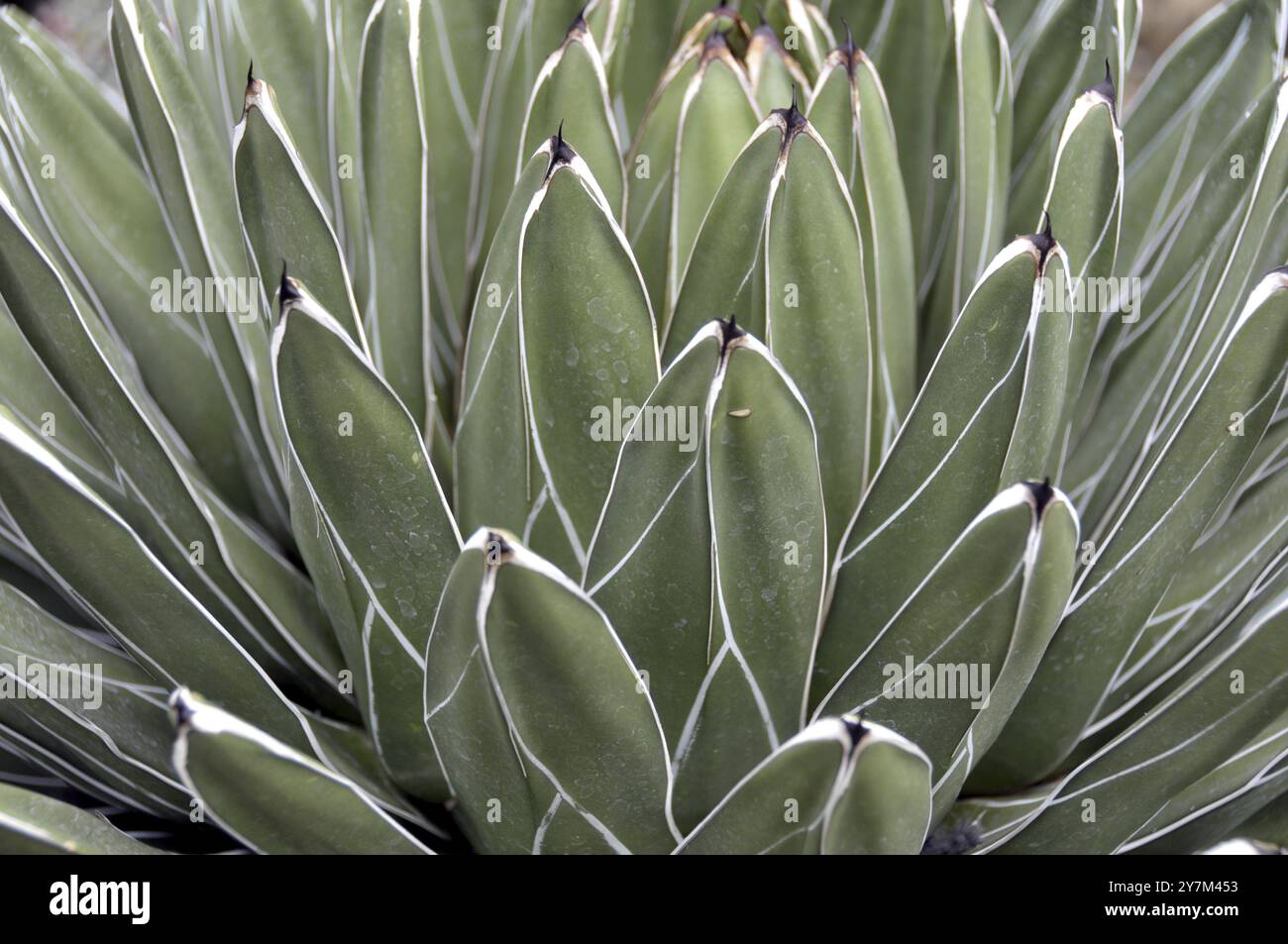 Royal Agave, Royal Royal Agave, Mexico, Central America Stock Photo - Alamy