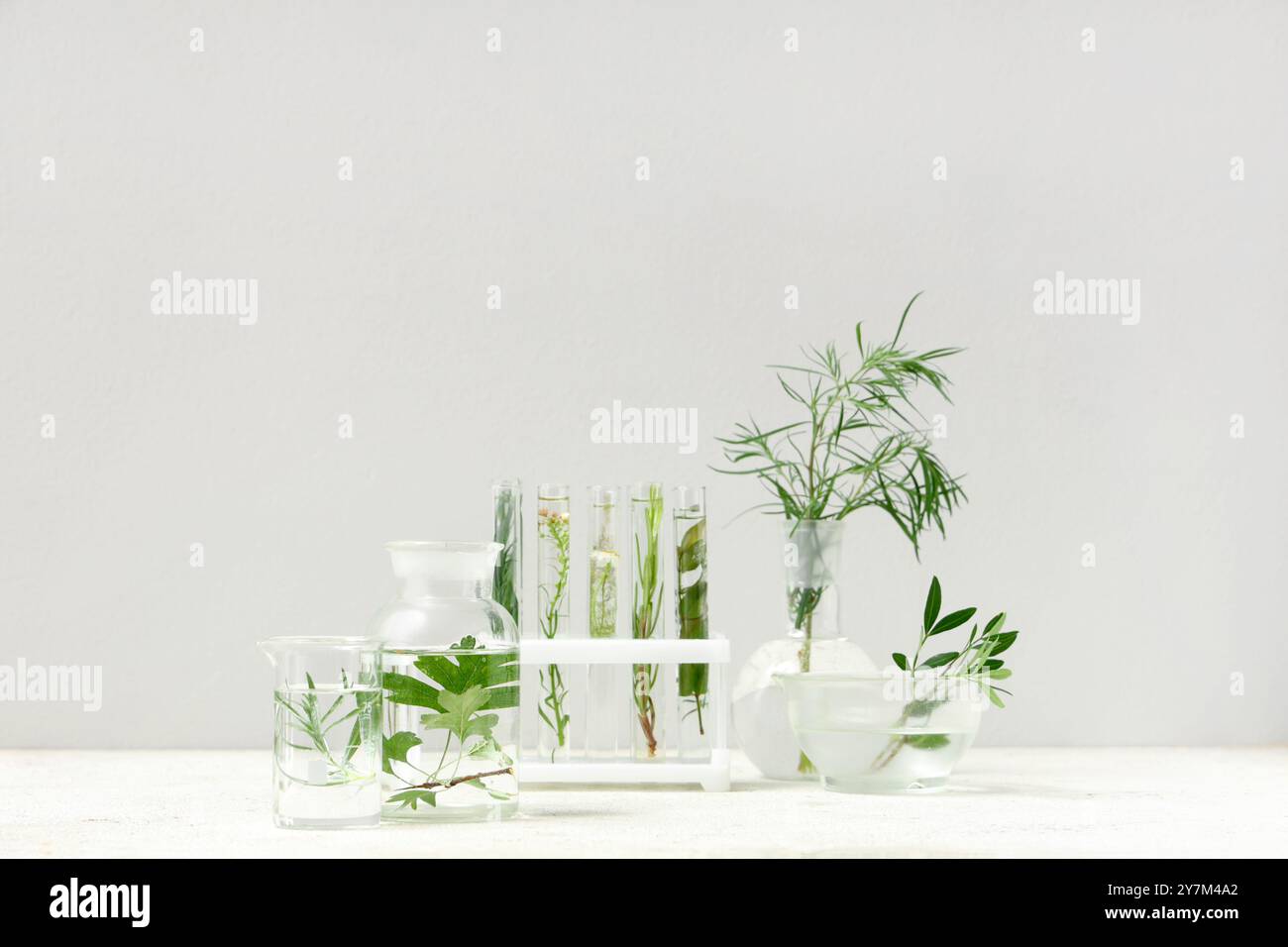 Laboratory glassware with herbs and plants on grunge beige background ...