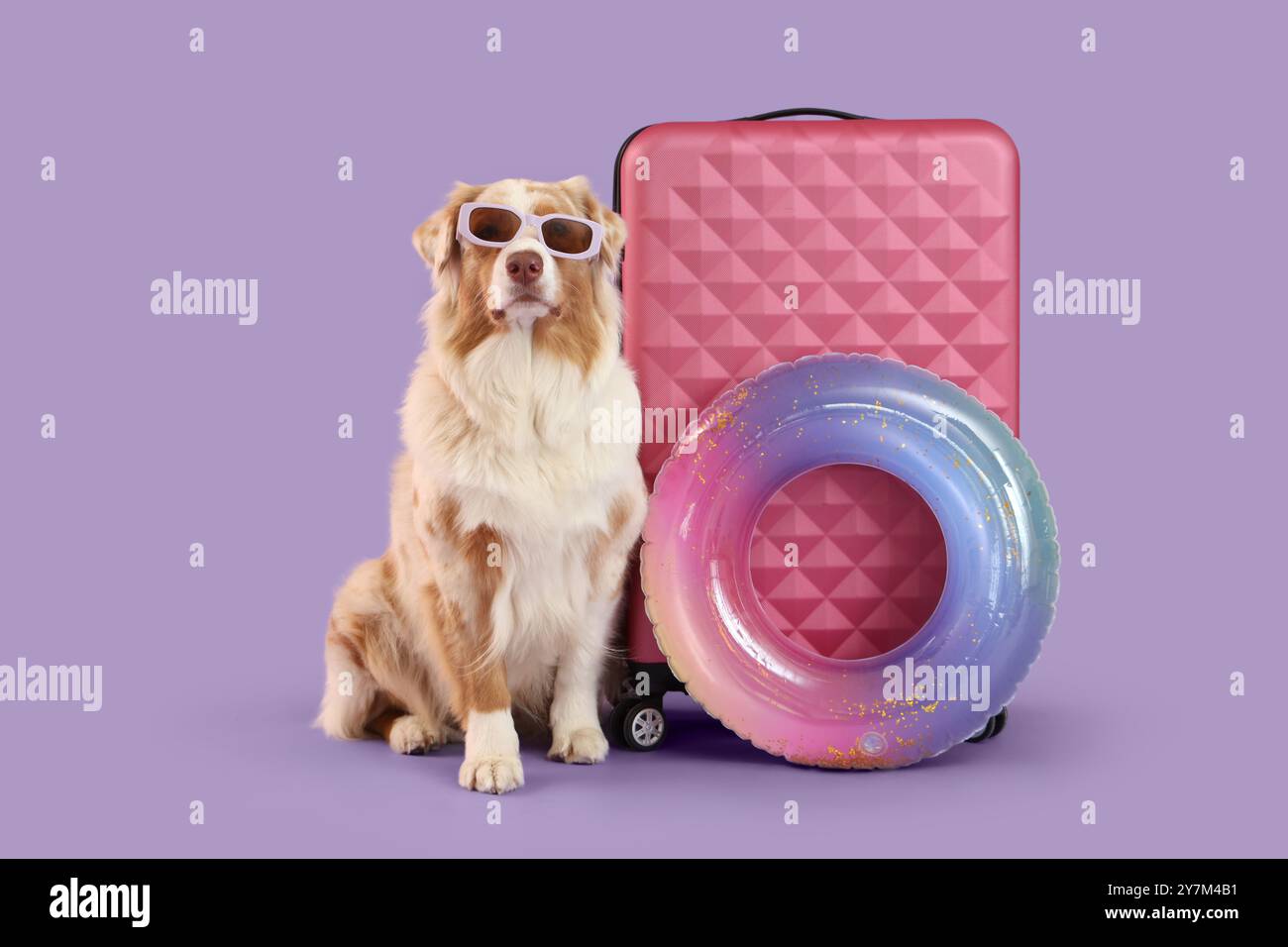 Cute Australian Shepherd dog in sunglasses with suitcase and inflatable ...
