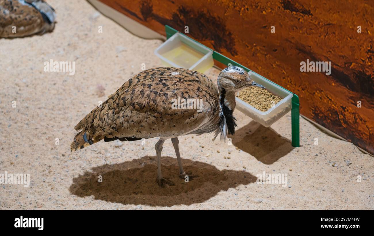 Doha, Qatar, September 27, 2024: The houbara bustard (Chlamydotis ...