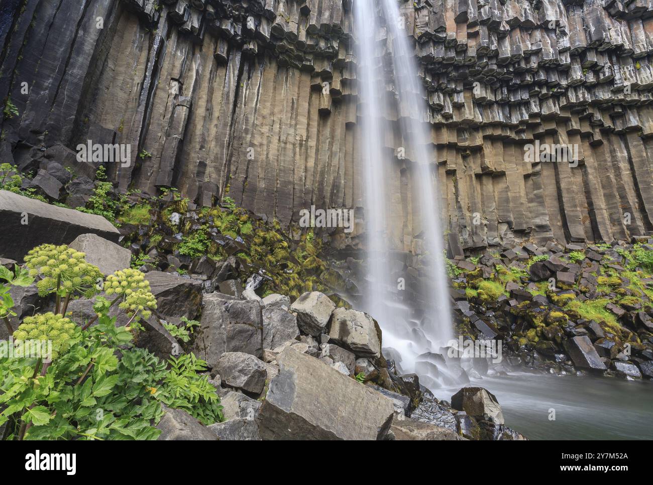 Waterfall, basalt columns, summer, angelica root (Angelica archangelica ...
