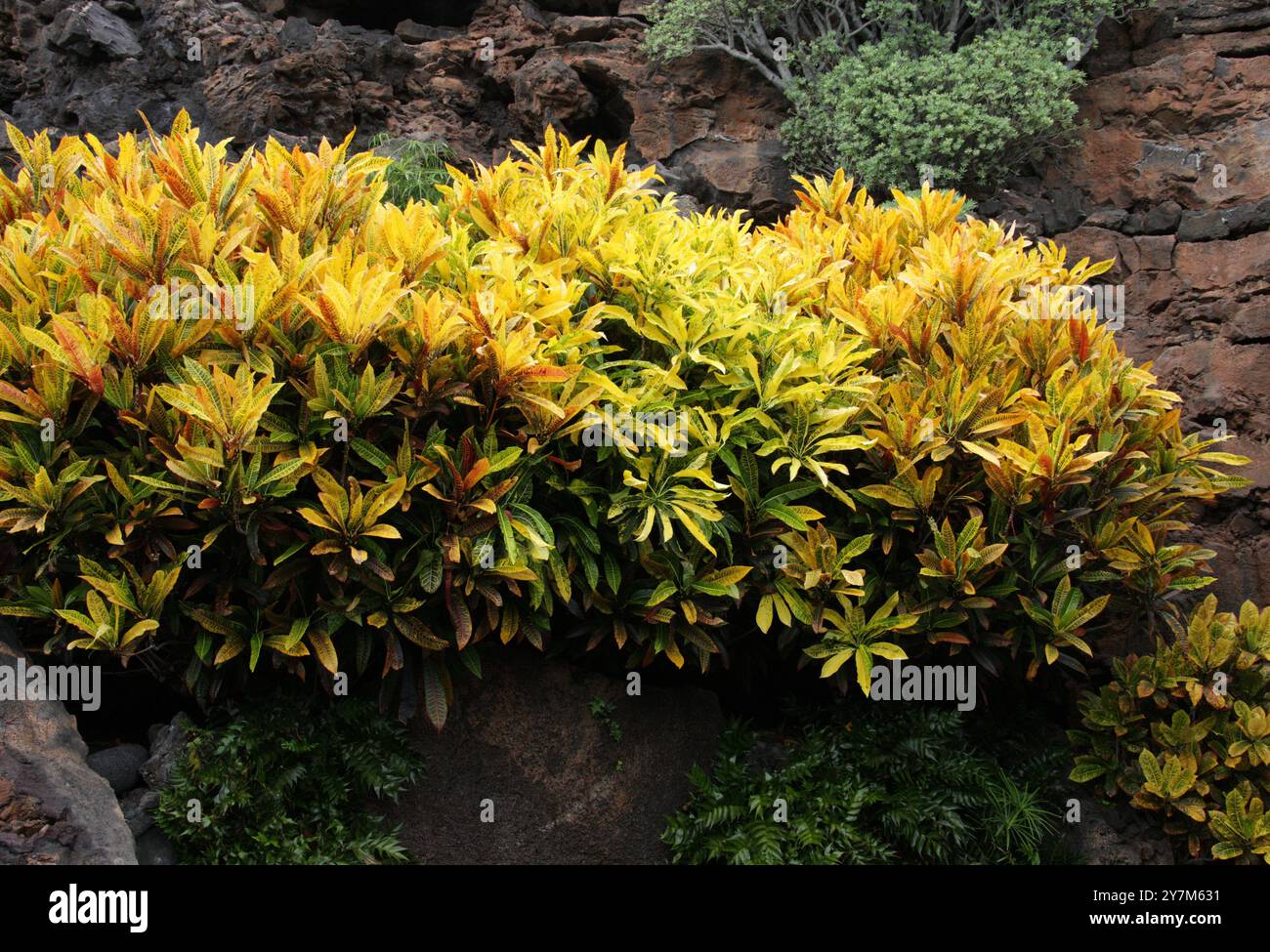 Croton Plant, Codiaeum variegatum, Euphorbiaceae. Asia. Garden croton ...