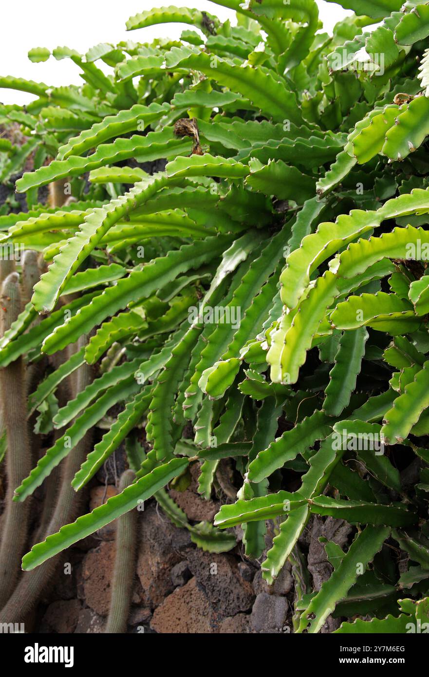 Dragon Fruit Cactus, Selenicereus undatus, syn. Hylocereus undatus ...