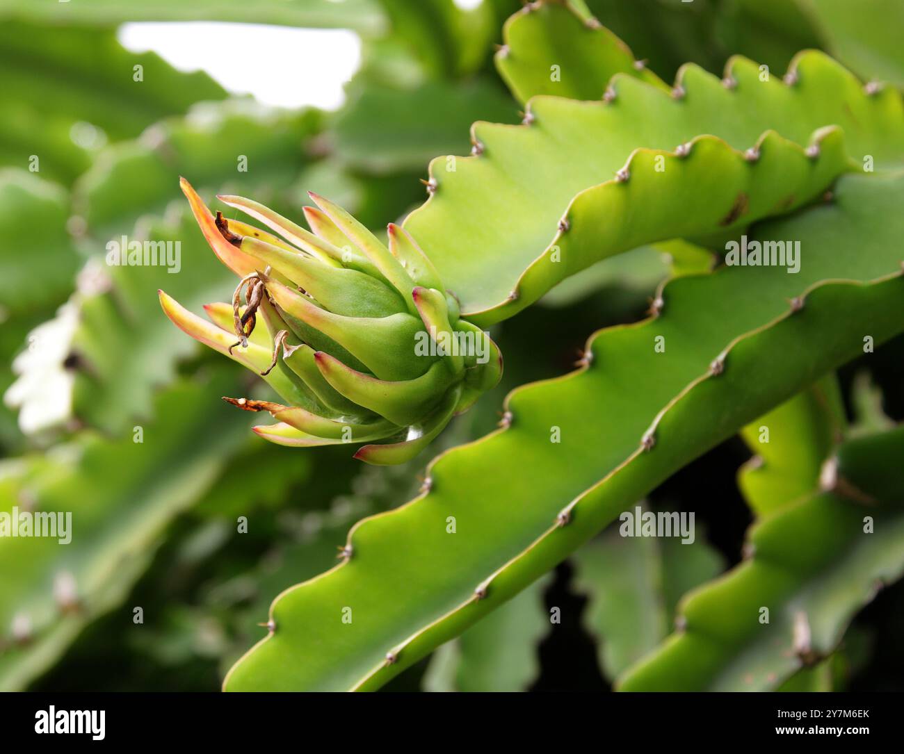 Dragon Fruit Cactus, Selenicereus undatus, syn. Hylocereus undatus ...