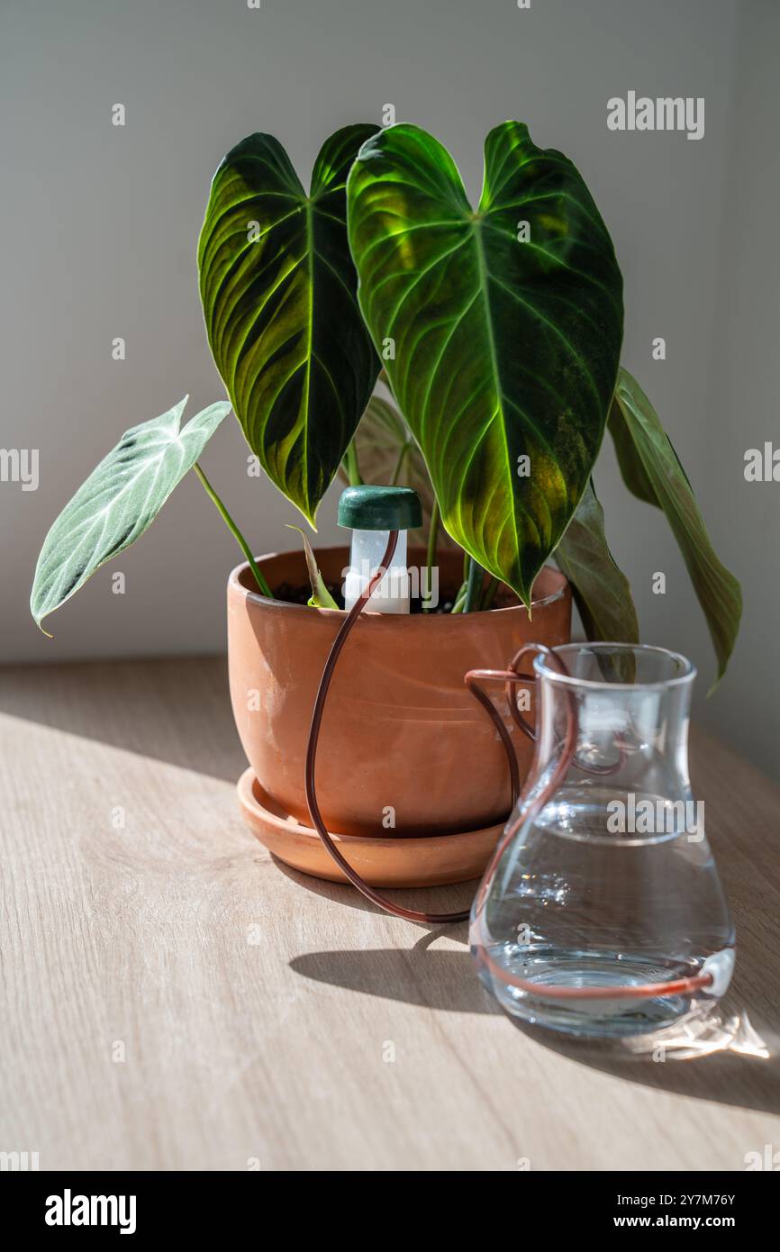 Self-watering system. Philodendron plant suck up water through tubes ...