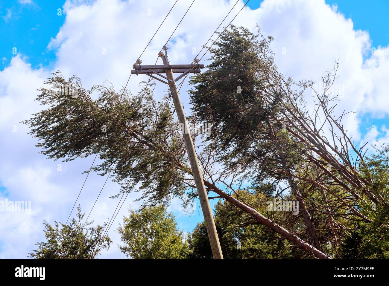 Hurricane blows tree down, crashing over electrical wire Stock Photo ...