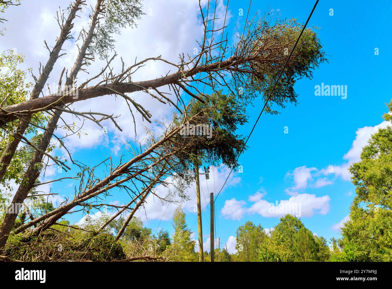 Tree is blown down during tropical storm hurricane broken crashing down ...