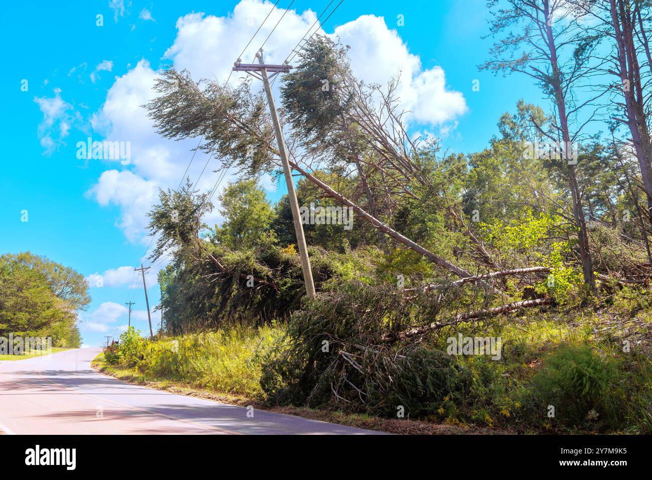 An electrical wire is crushed by fallen tree during tropical storm ...
