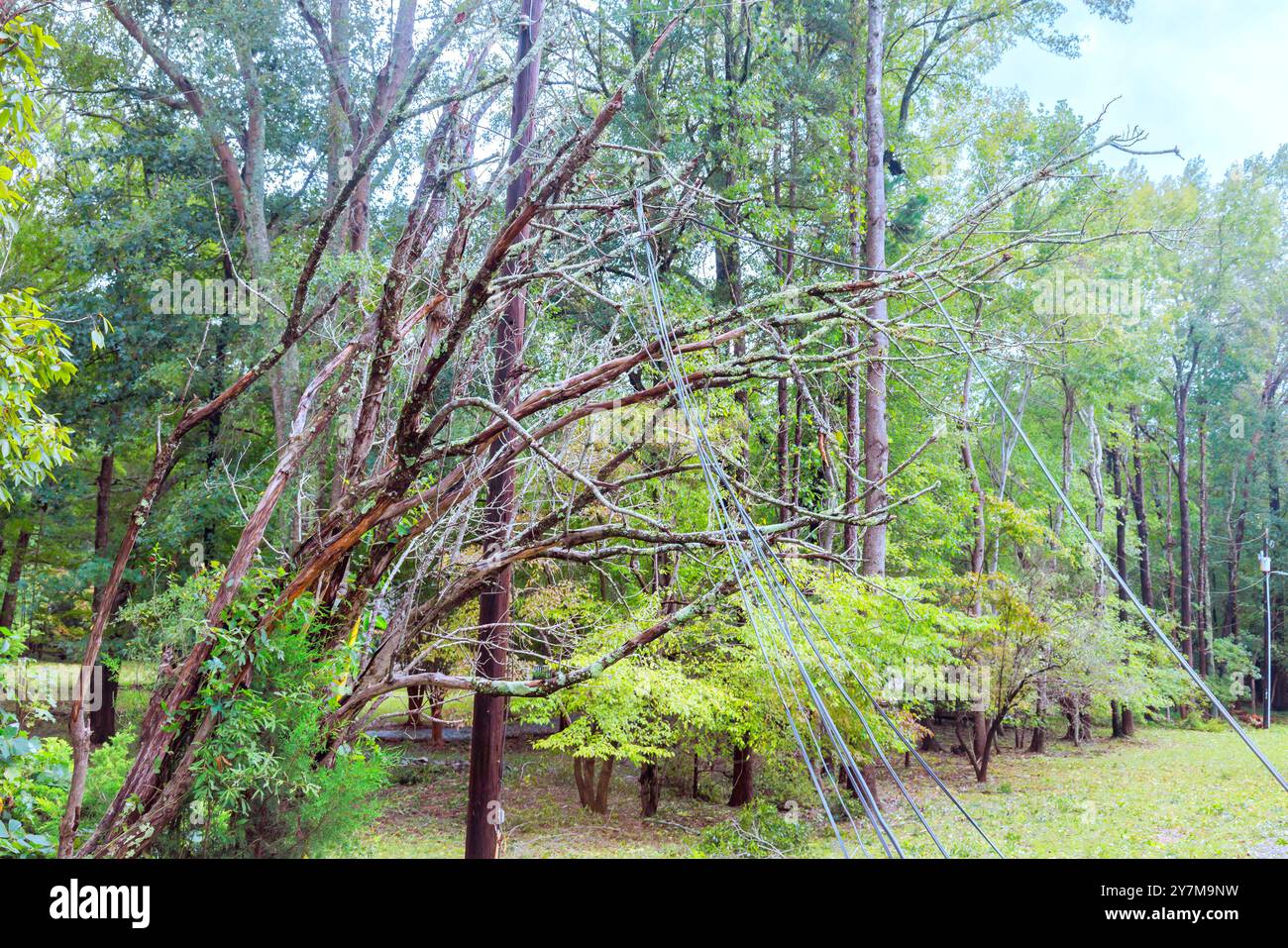 During tropical storm hurricane, tree is blown down broken, falling ...