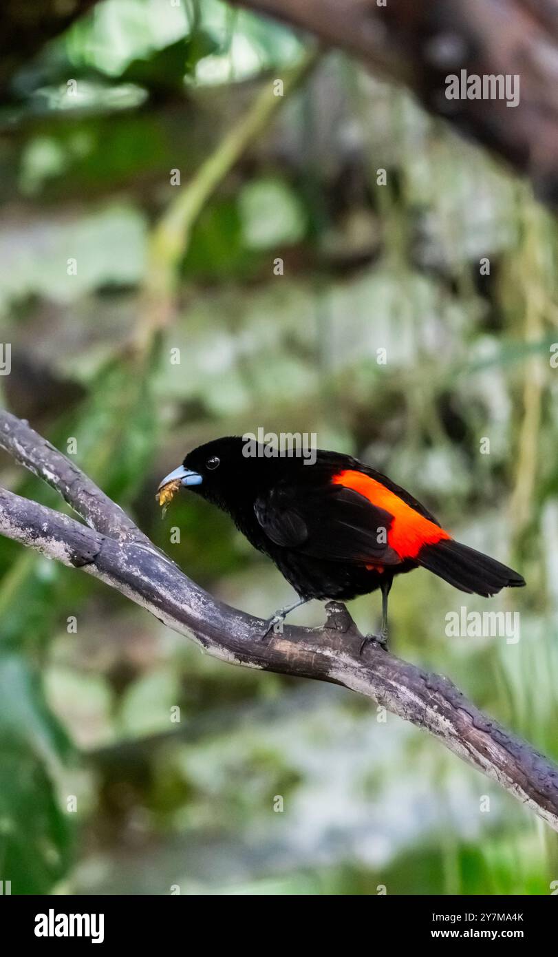 Scarlet-rumped Tanager (Ramphocelus passerinii) of Costa Rica Stock ...