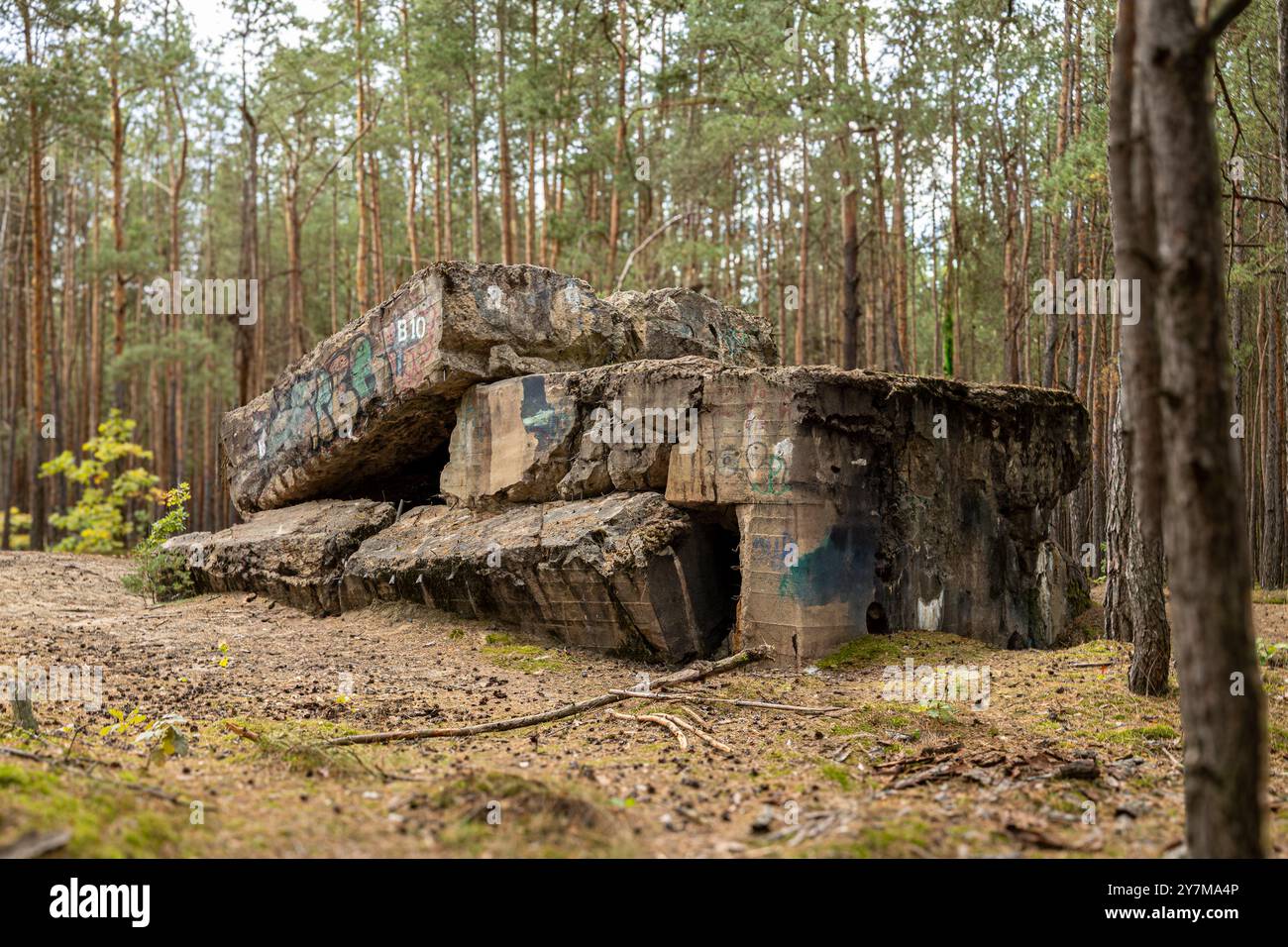 A concrete bunker ruin, covered in graffiti, sits in a forest. The ...