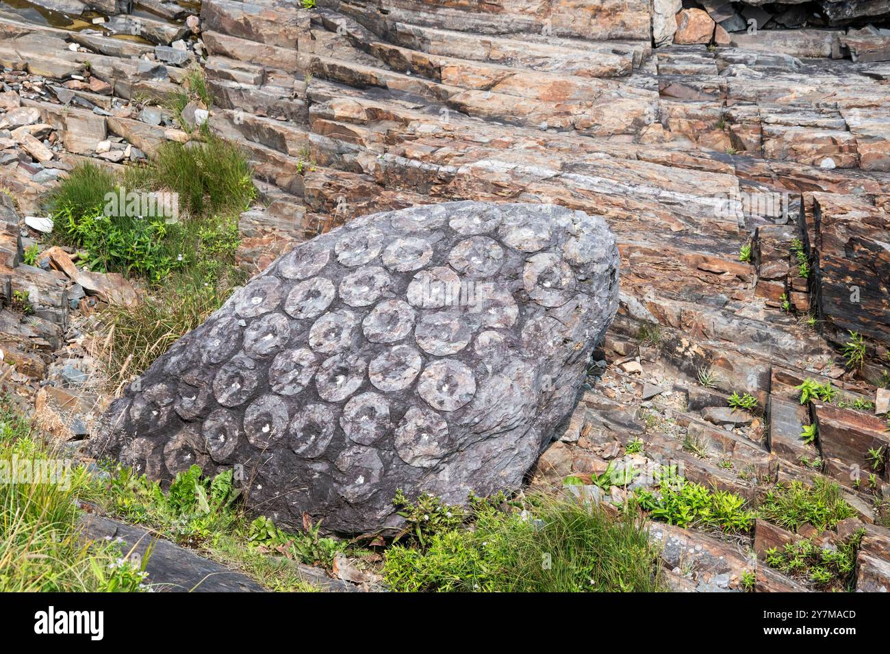 Rock with unknown circular pattern on it in Pouch Cove, Newfoundland ...