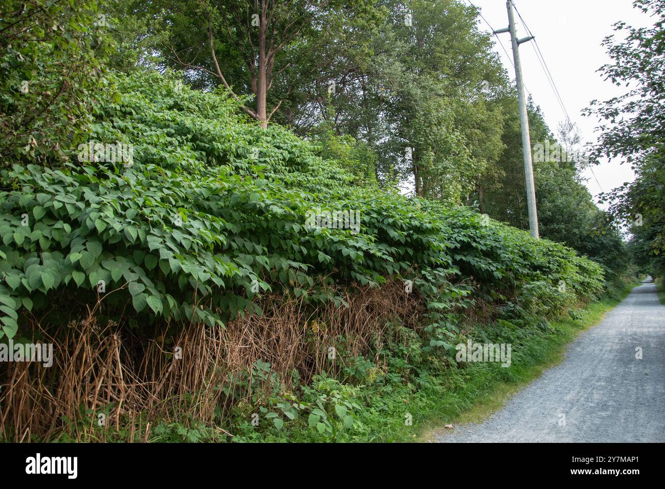 Japanese knotweed infestation along Arboretum Walk at Waterford River ...
