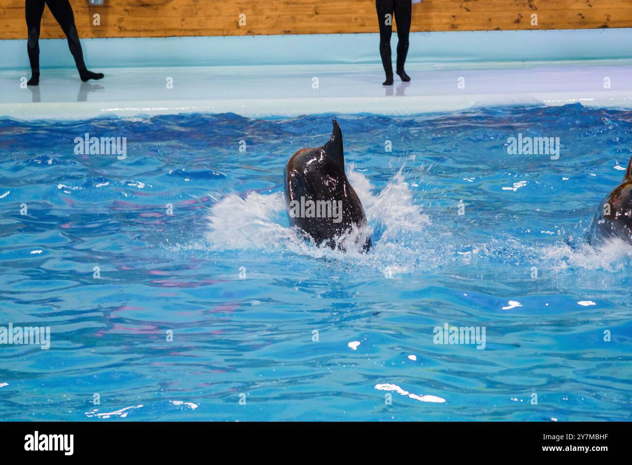 Playful Dolphins Leaping in a Bright Aquatic Environment Stock Photo ...