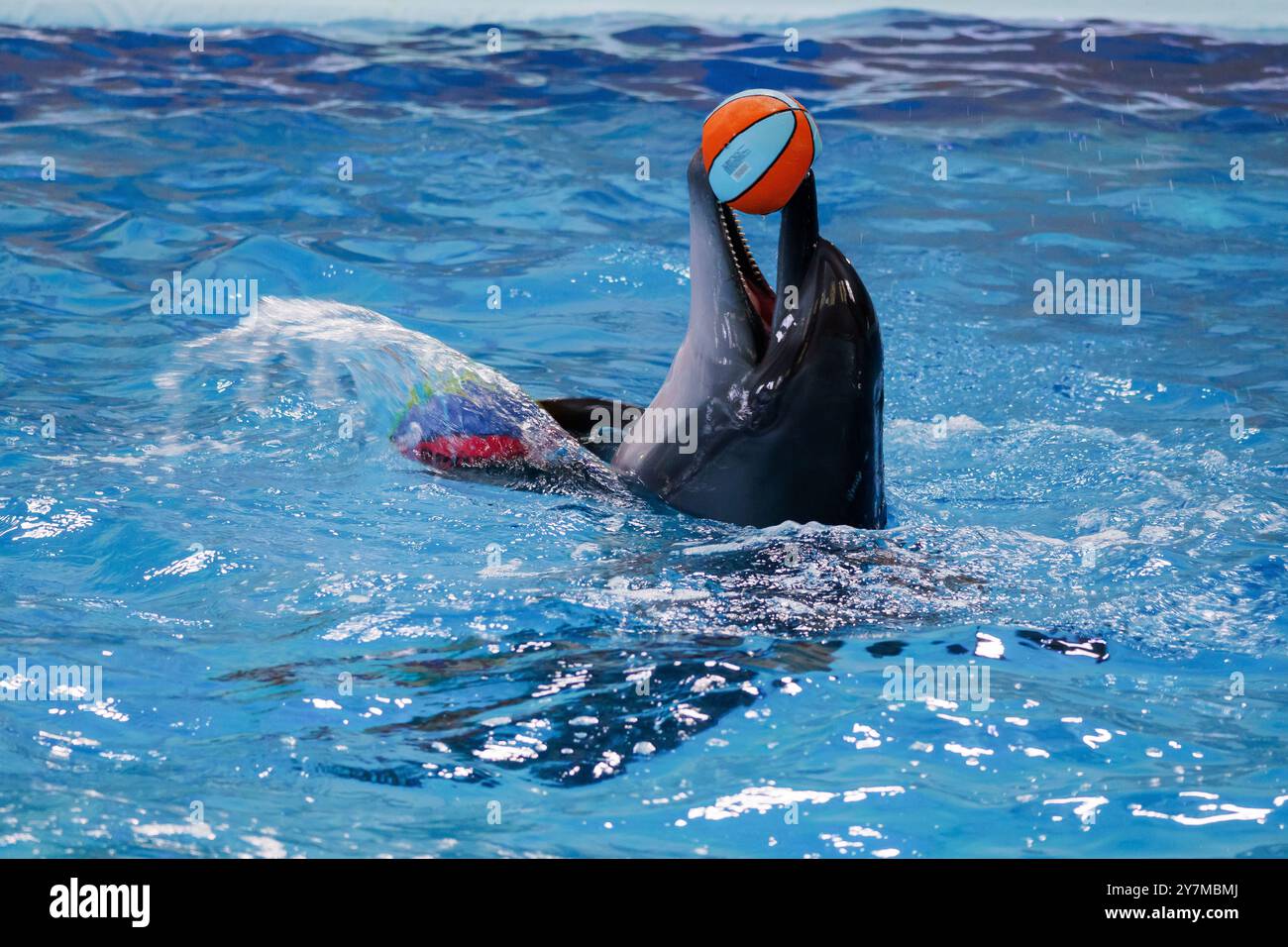 Playful Dolphin Balancing a Beach Ball in Crystal Clear Aquatic Waters ...