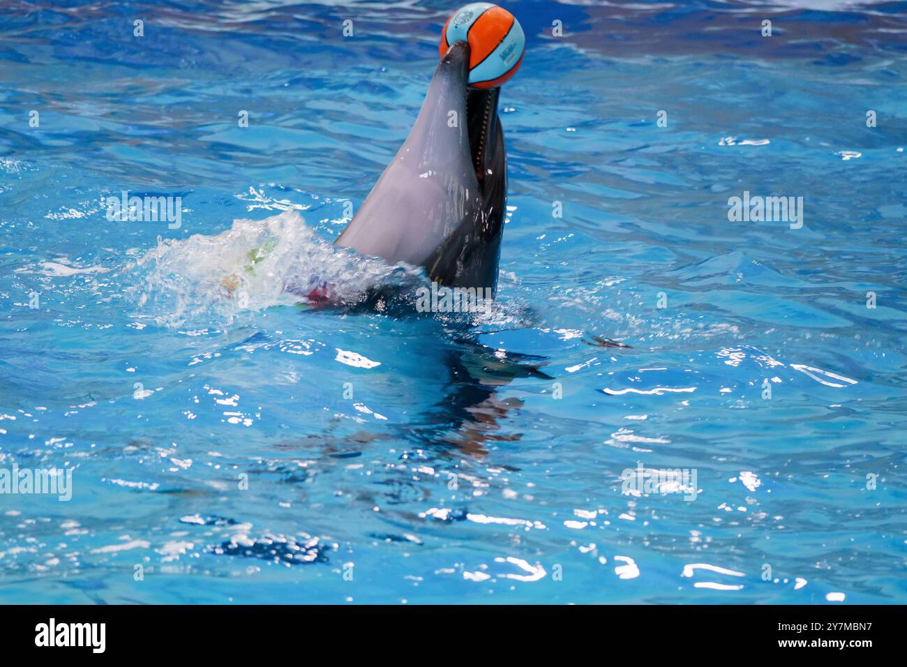 Playful Dolphin Skillfully Balancing a Colorful Beach Ball in Clear ...