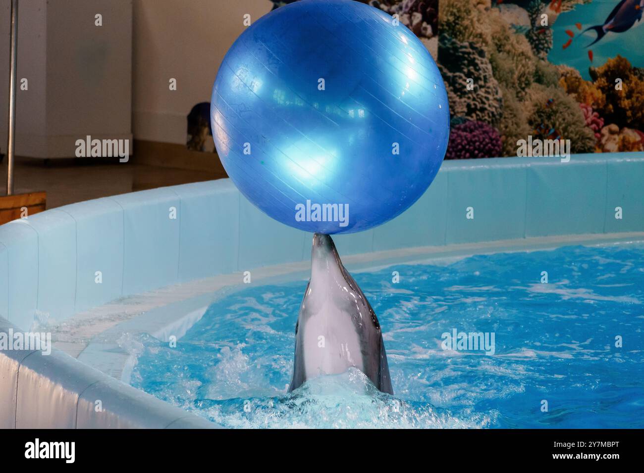 Playful Dolphin Balancing a Blue Ball in an Underwater Arena Stock ...
