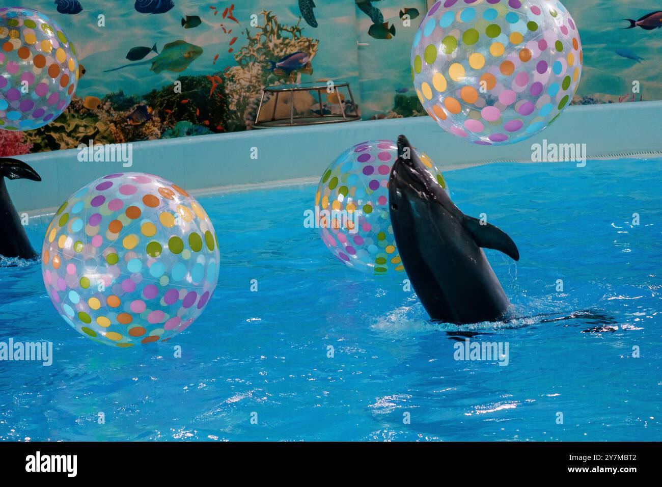 The joy of interacting with animals hi-res stock photography and images ...