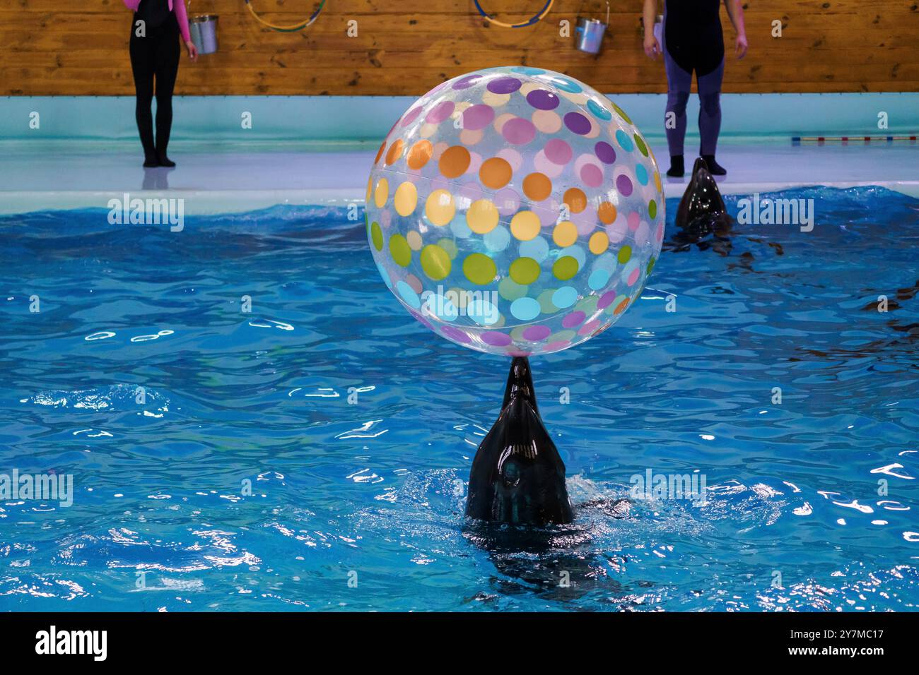 Playful Dolphin Balancing Colorful Beach Ball in Aquatic Show ...