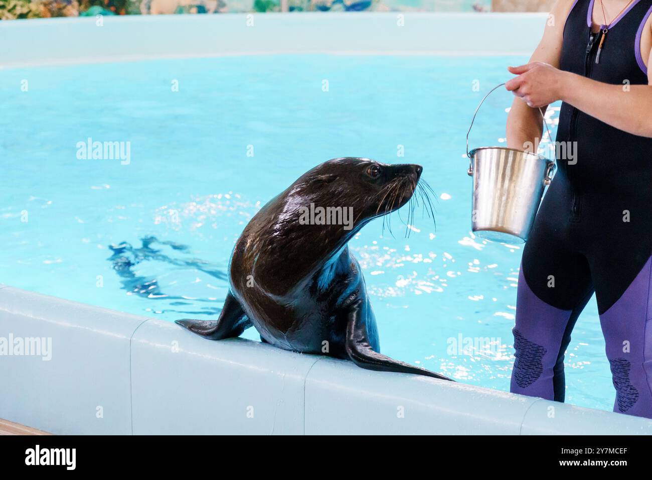 Playful Seal Interacting with Trainer at Marine Park in Sparkling Blue ...
