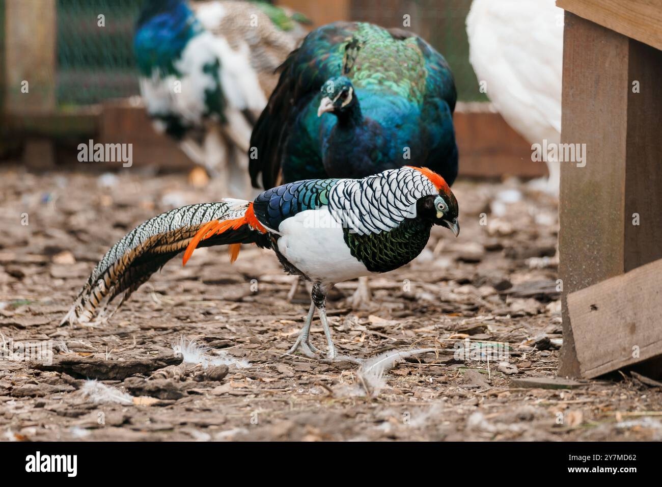 Exotic Colorful Birds in a Natural Habitat with Feathered Ground Stock ...
