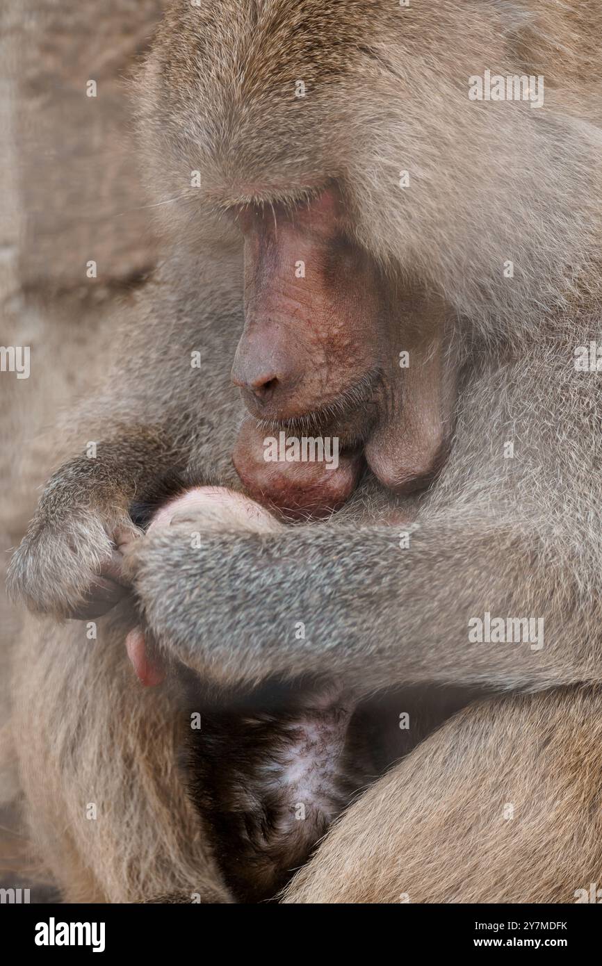 Intimate Moment of a Baboon Nurturing Its Young in a Natural Habitat ...