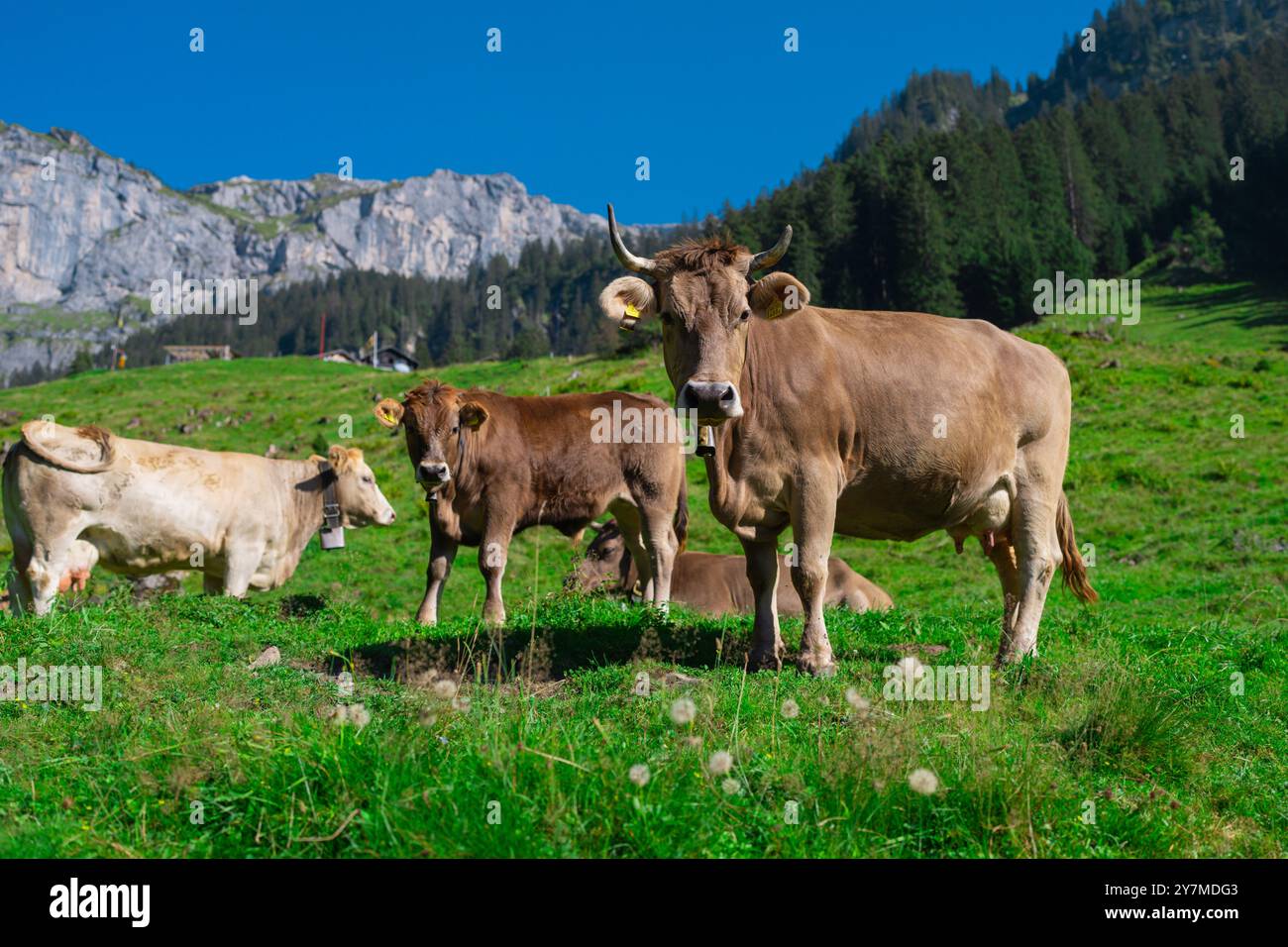 Dairy cows. Cattle in grass field. Cow in grassy pasture. Cattle cow ...