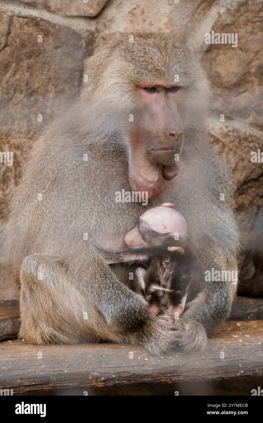 Majestic Baboon Mother's Bonding Moment with Her Adorable Infant Under ...