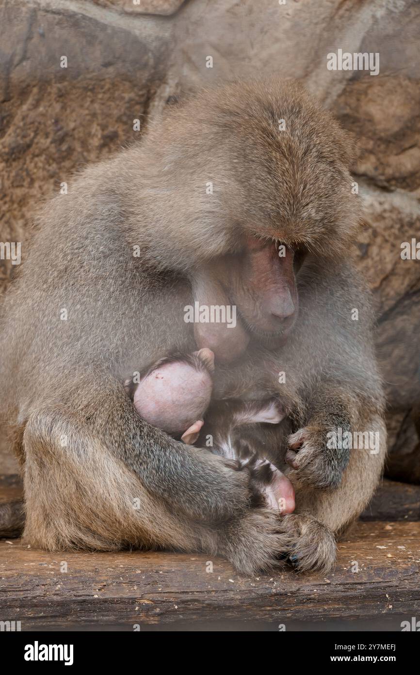 Tender Moment Between a Mother Baboon and Her Adorable Newborn Baby ...