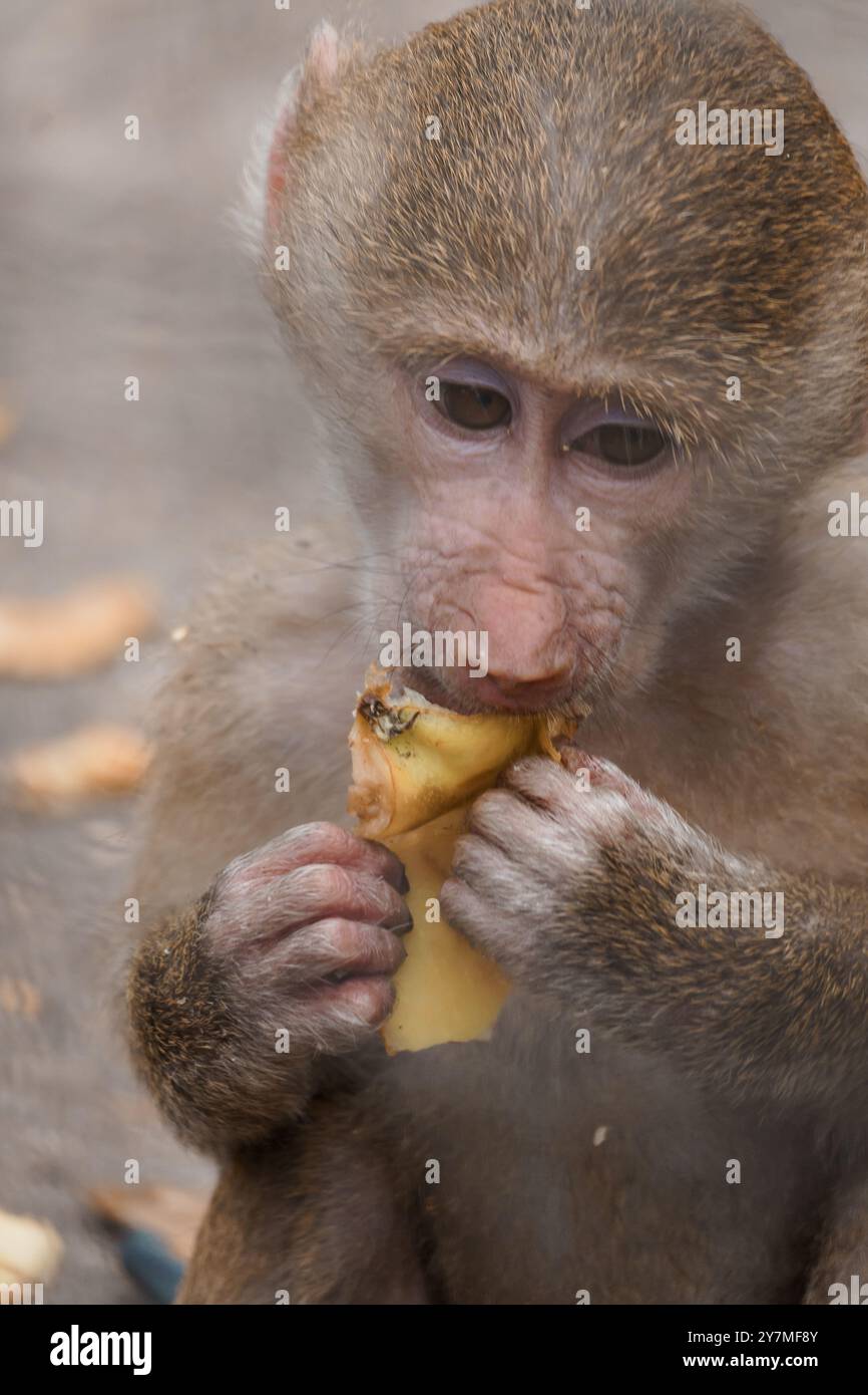 Cute Baby Monkey Eating Banana in Natural Habitat Stock Photo - Alamy