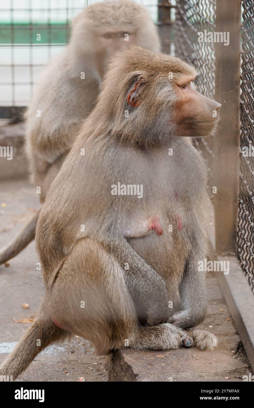 Curious Baboons Relaxing Behind Glass in Enclosure Stock Photo - Alamy