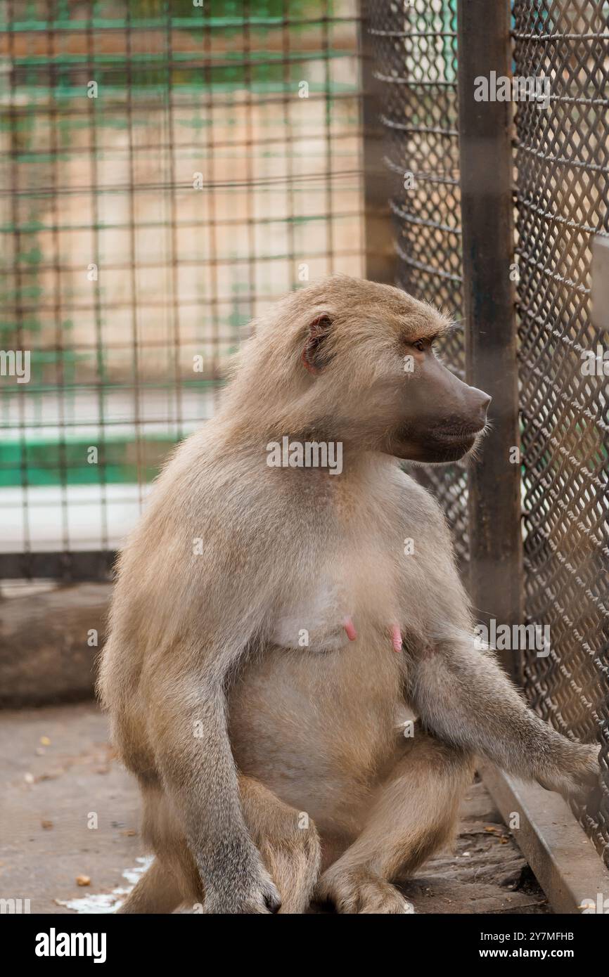 Majestic Baboon Observing Its Surroundings in a Captive Environment Stock Photo - Alamy