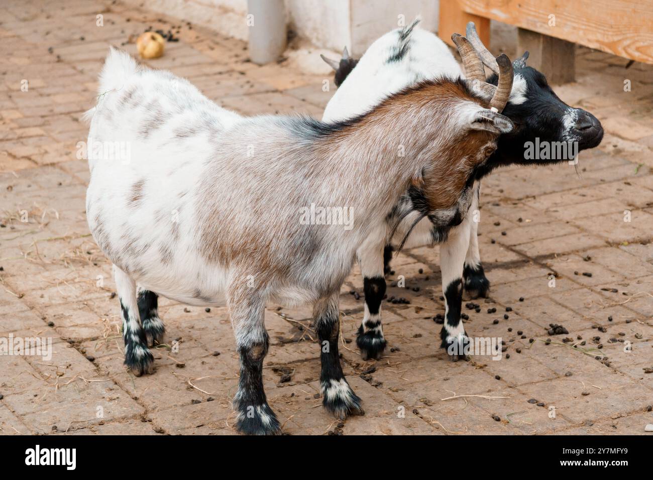 Playful Nigerian Dwarfs: Charming Miniature Goats in Rustic Farm ...