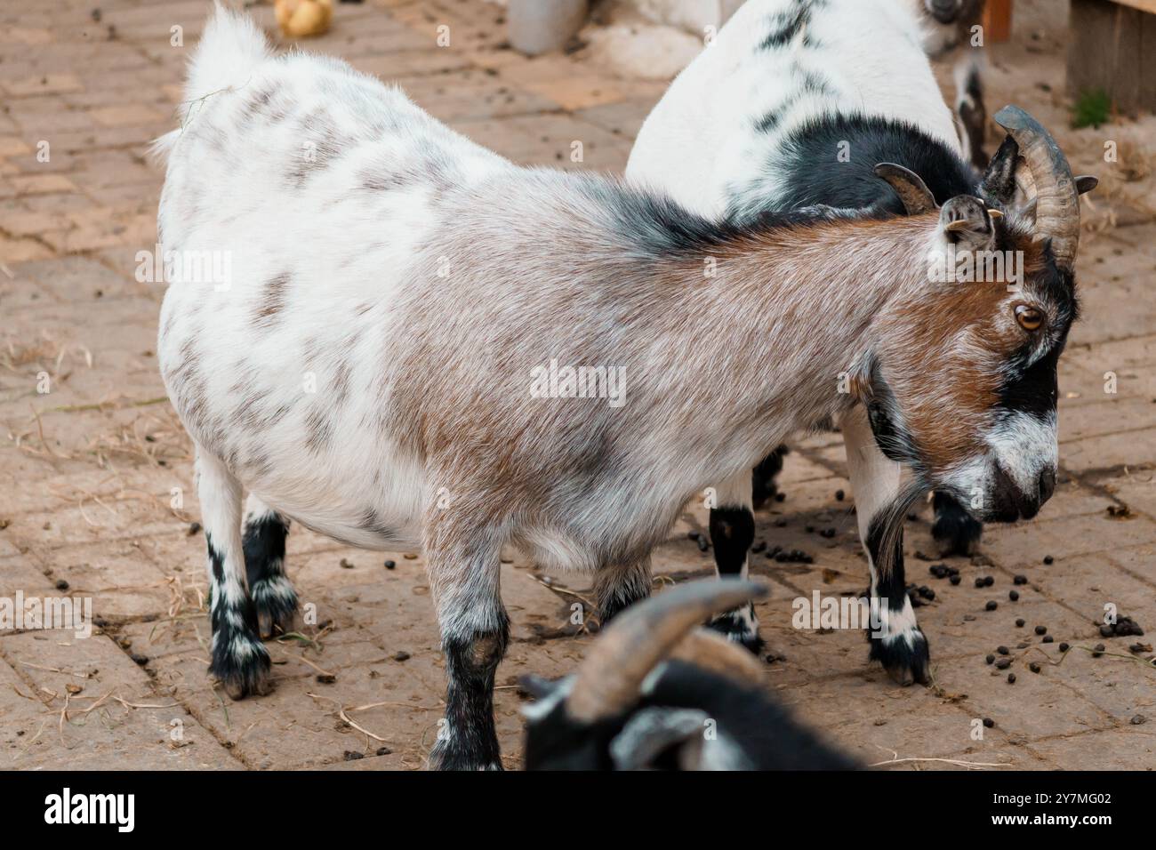 Charming Nigerian Dwarf Goat Grazing in Rustic Farmyard Setting Stock ...