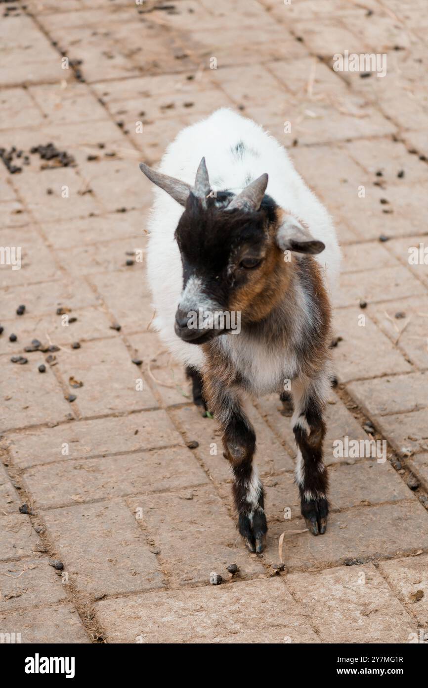 Farmyard setting hi-res stock photography and images - Alamy