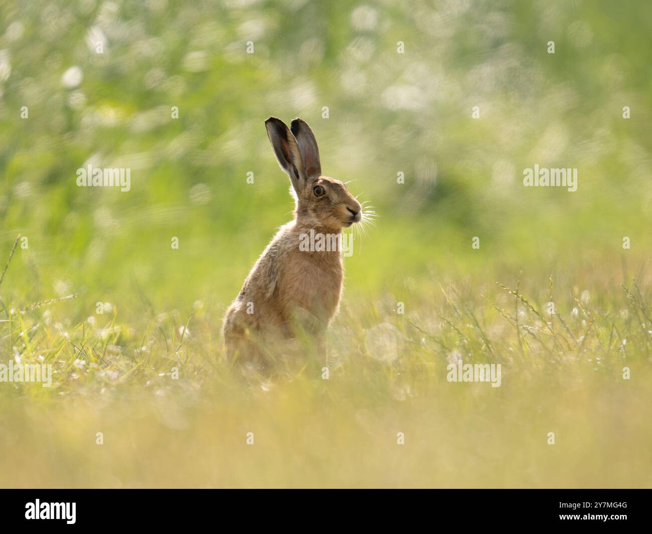 Shimmering hare hi-res stock photography and images - Alamy