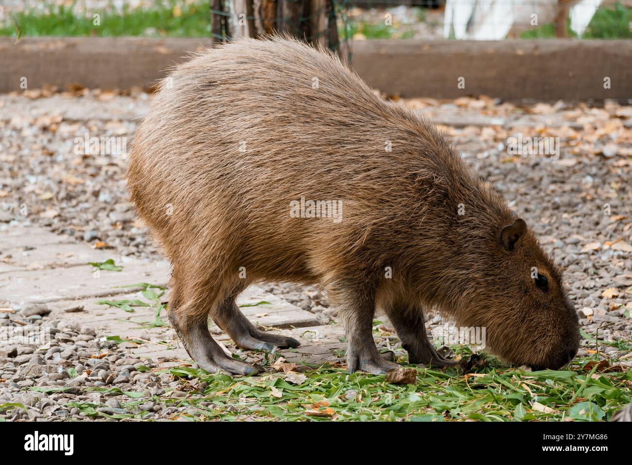 Pet exotic pet capybara hi-res stock photography and images - Alamy