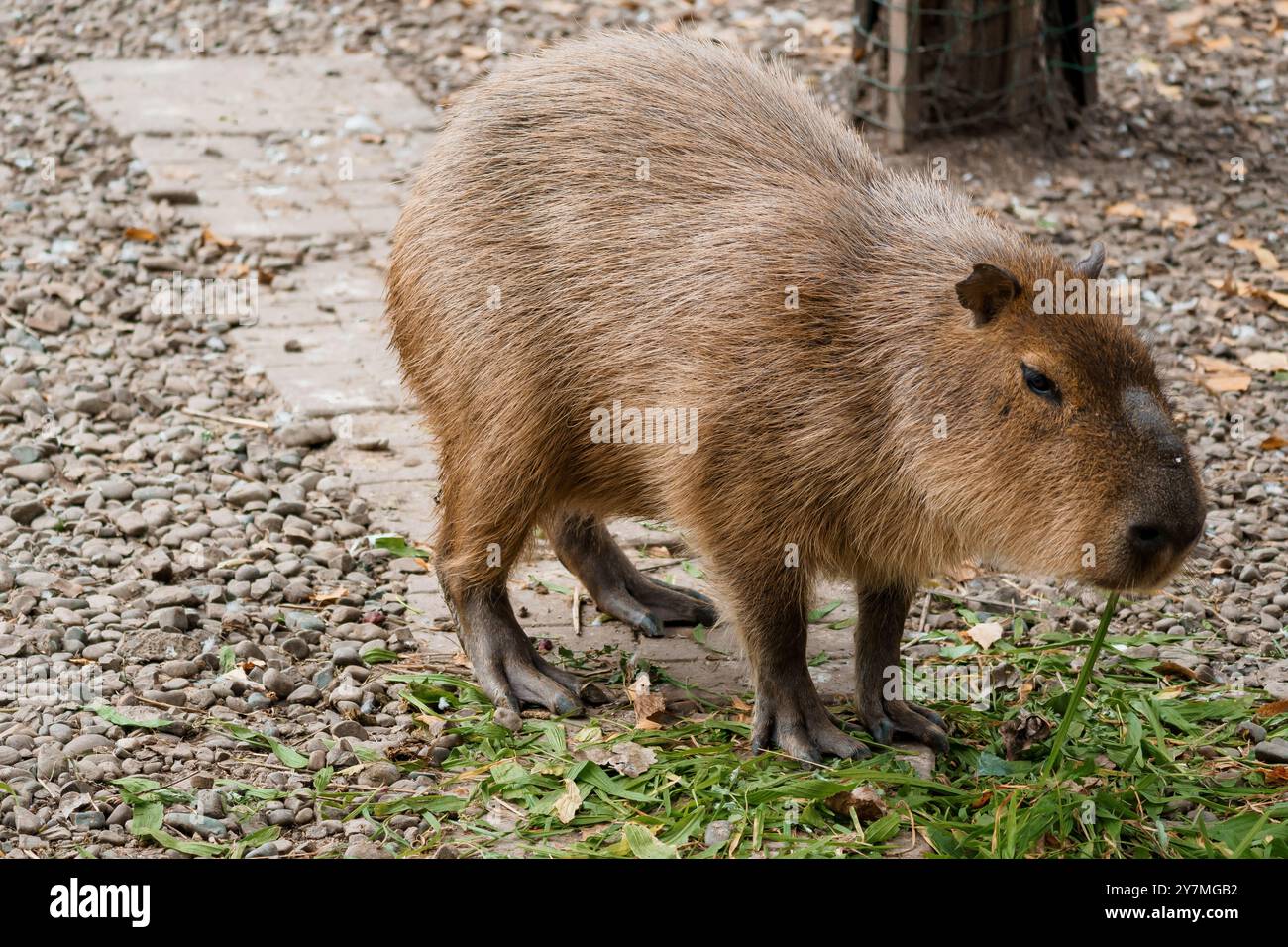 Capybara Grazing on Fresh Green Grass in a Park Setting Stock Photo - Alamy