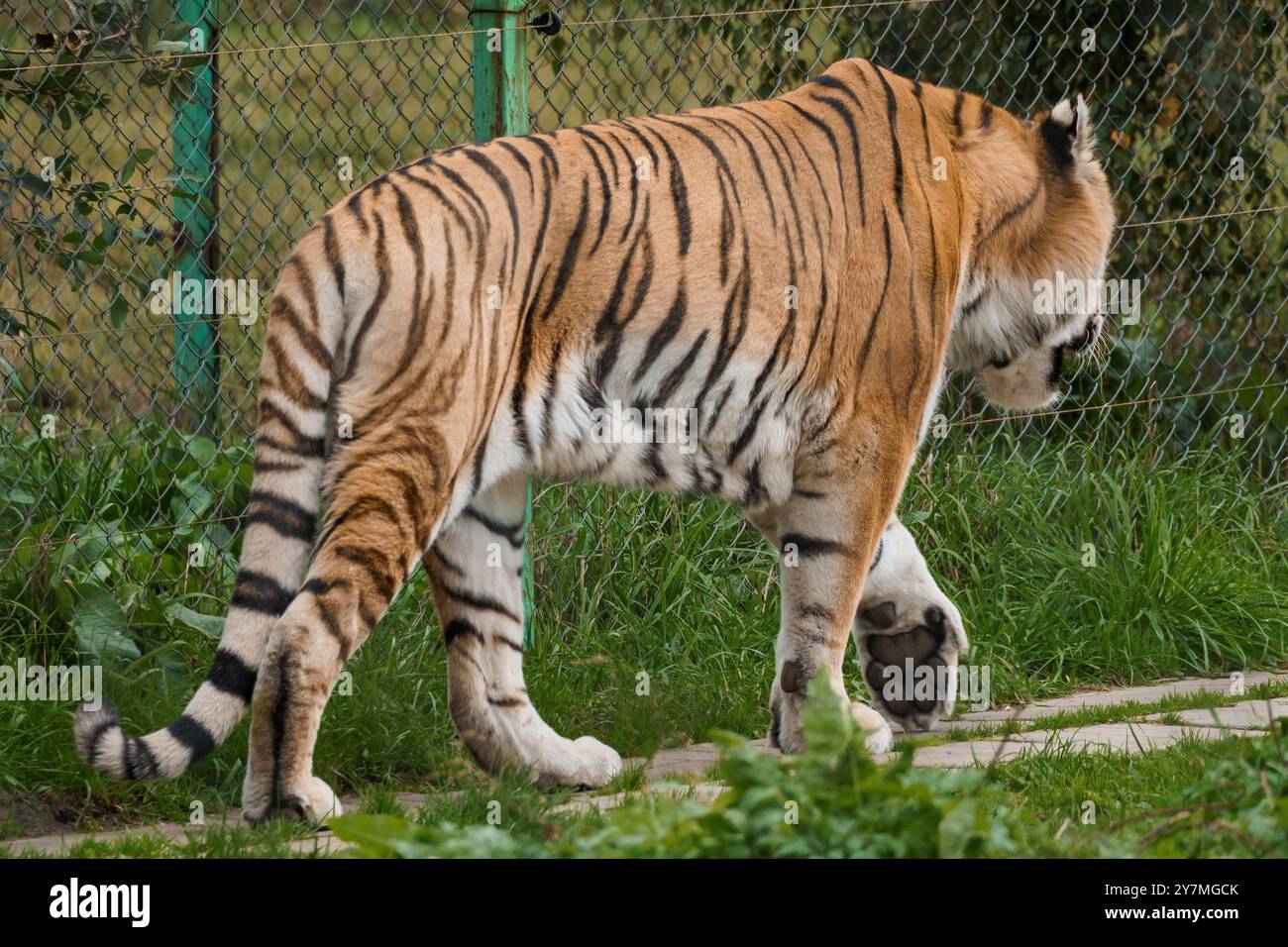 Majestic Bengal Tiger Roaming Through Lush Green Habitat at Wildlife ...
