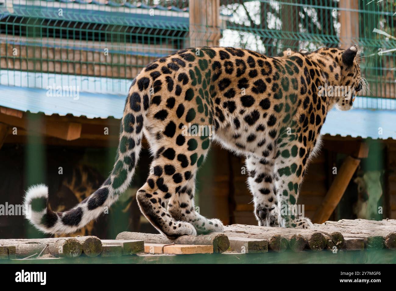 Majestic Leopard Walking Gracefully in a Zoo Enclosure Stock Photo - Alamy