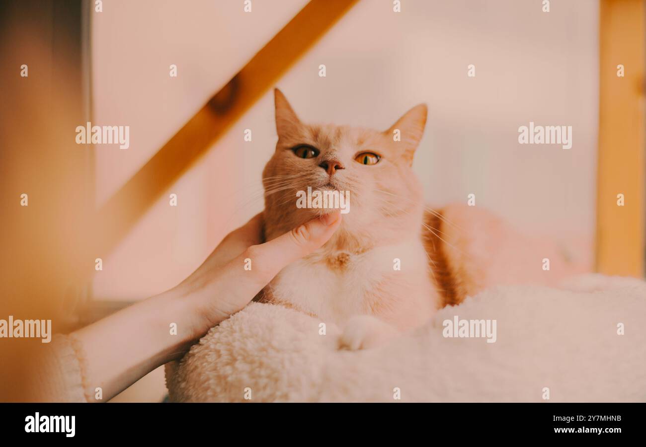 The photo shows a cute ginger cat lying down while being petted by its ...