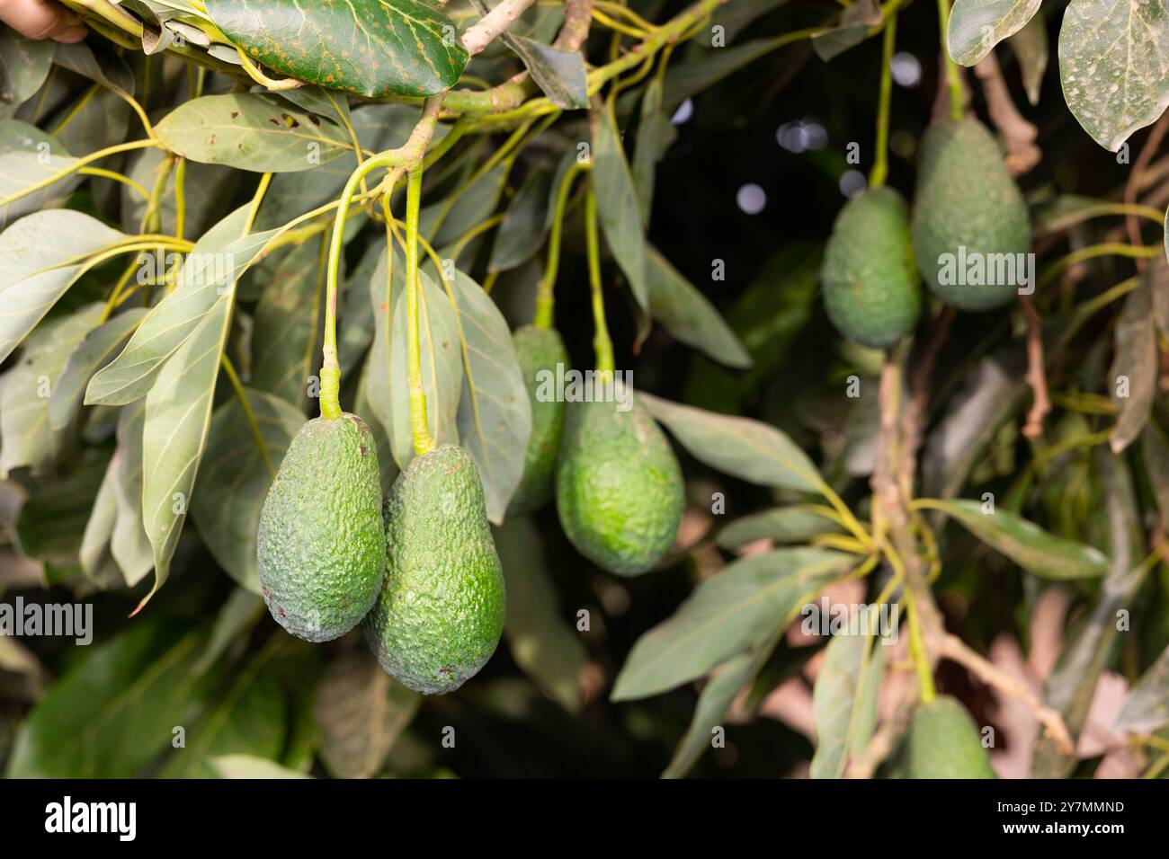 Natural hass avocados fruit hanging hi-res stock photography and images ...