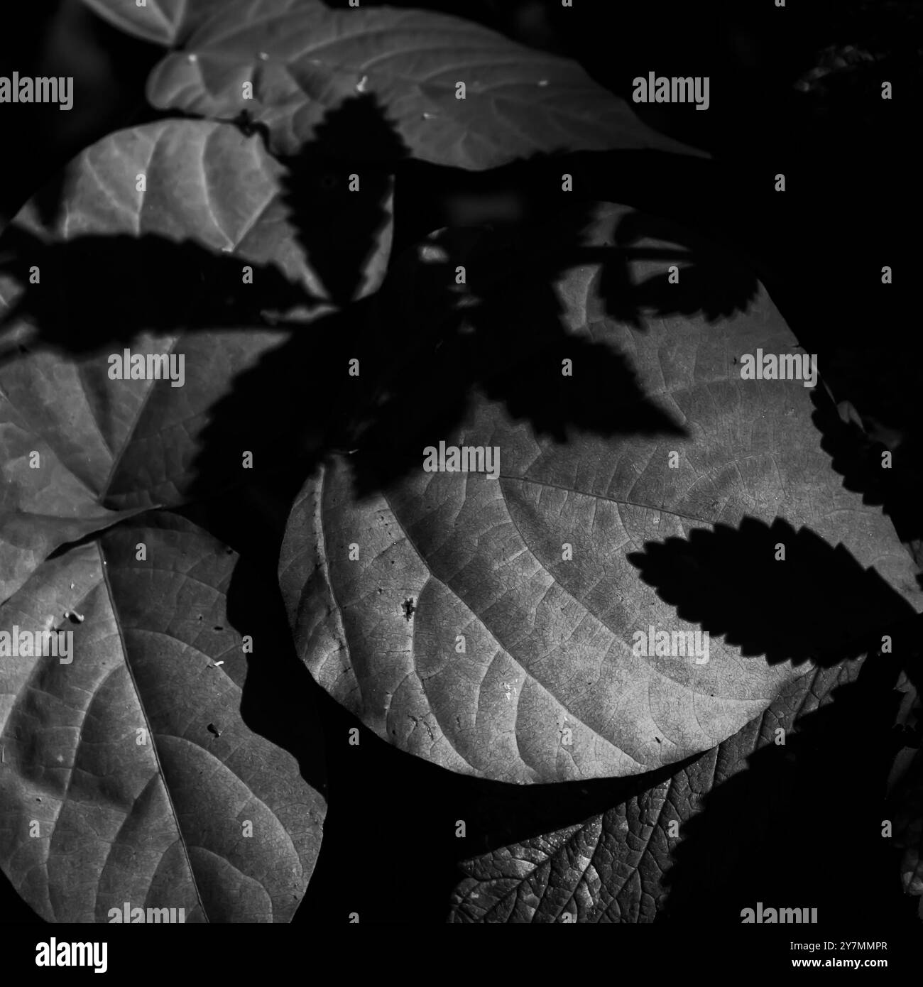 Leaf background sunlight Black and White Stock Photos & Images - Alamy